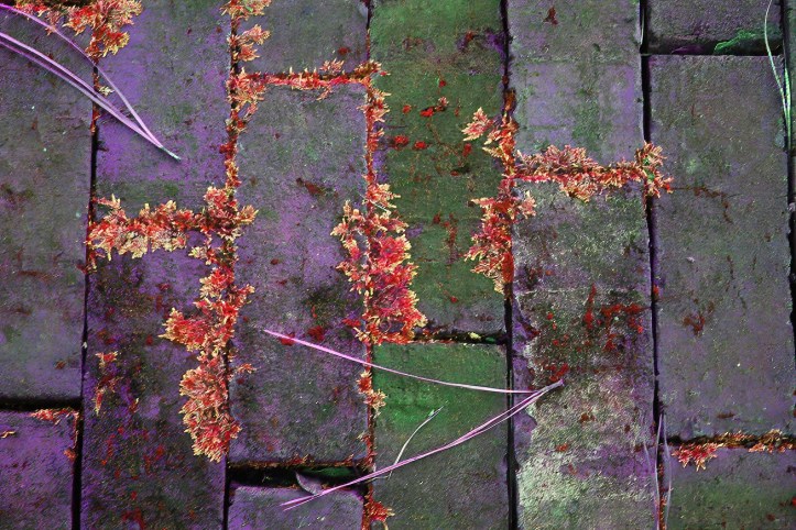 Poem: Lichen on the Bricks – Quarry House